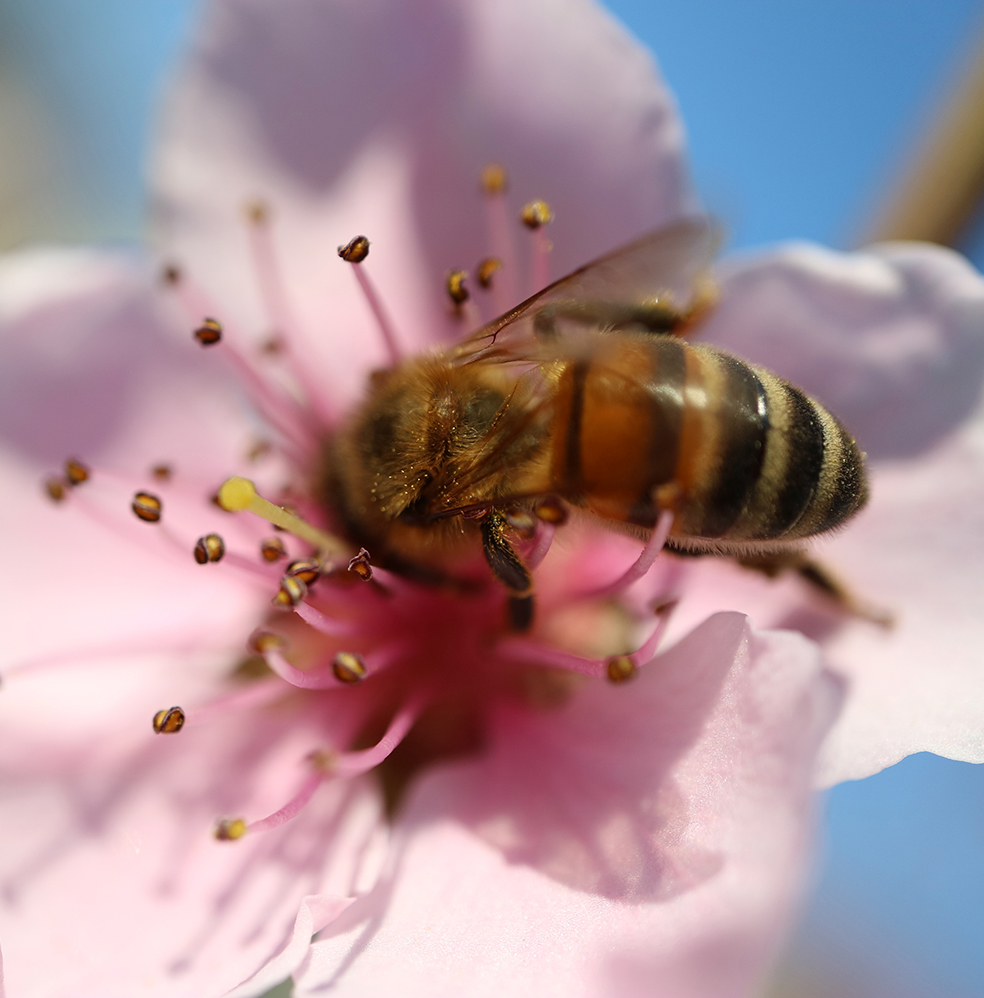 Insect Update | SC Peach Council