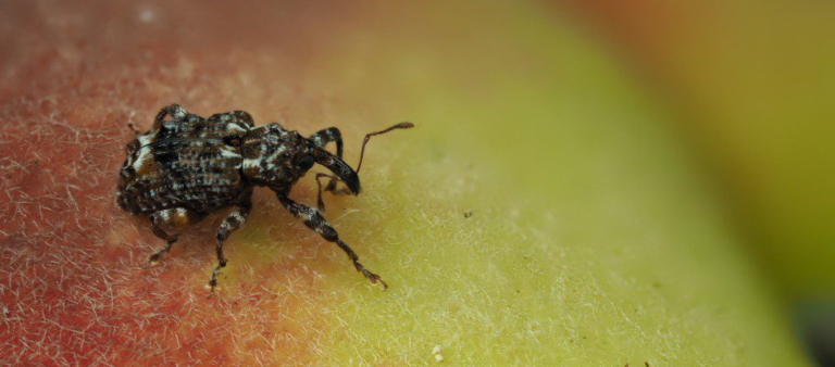 Insect Update | SC Peach Council